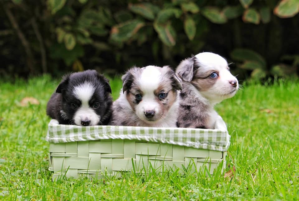 9. It’s -pentue 8.8.2021 (pampai) – Pitmywits